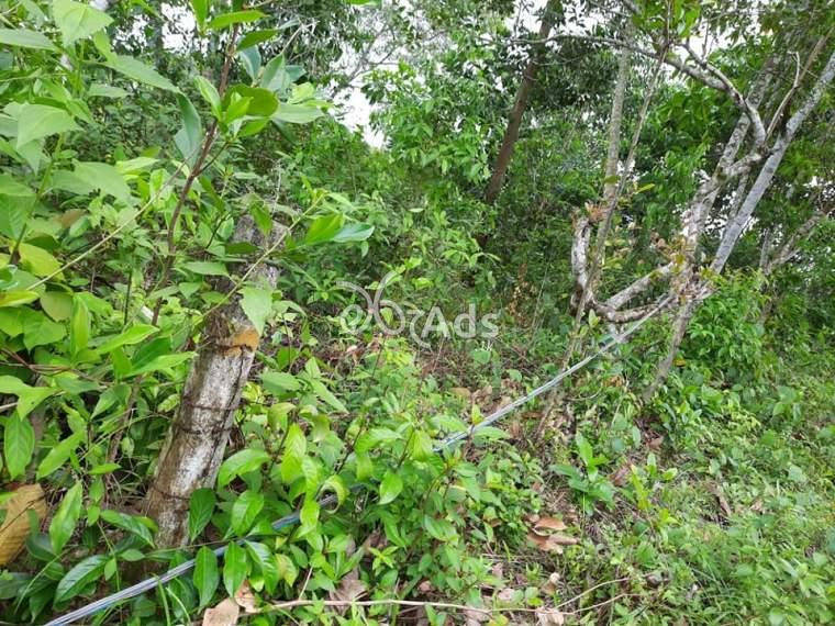 Land for Sale in Poddala